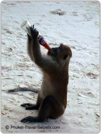 Monkey Beach | Phi Phi Attractions | Beaches & things to do at Phi Phi